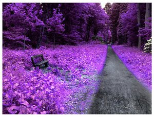 Cosas color morado - Imagui