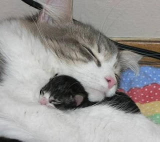 Mamá gata | Gatitos Adorables