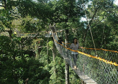 Naquem.: Walk on treetops at Initao-Libertad (Lasang) forest in Misamis ...