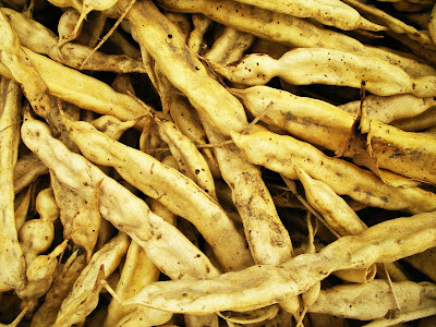 though trees grow so high...: the huarango at it's full