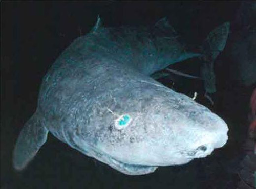 Save Our Shark