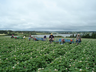 Randall and Elisabeth's Homebase: Roguing Seed Potatoes......