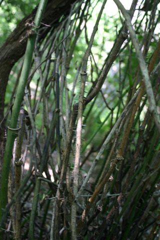 Nature Lessons: Thorns and Briars