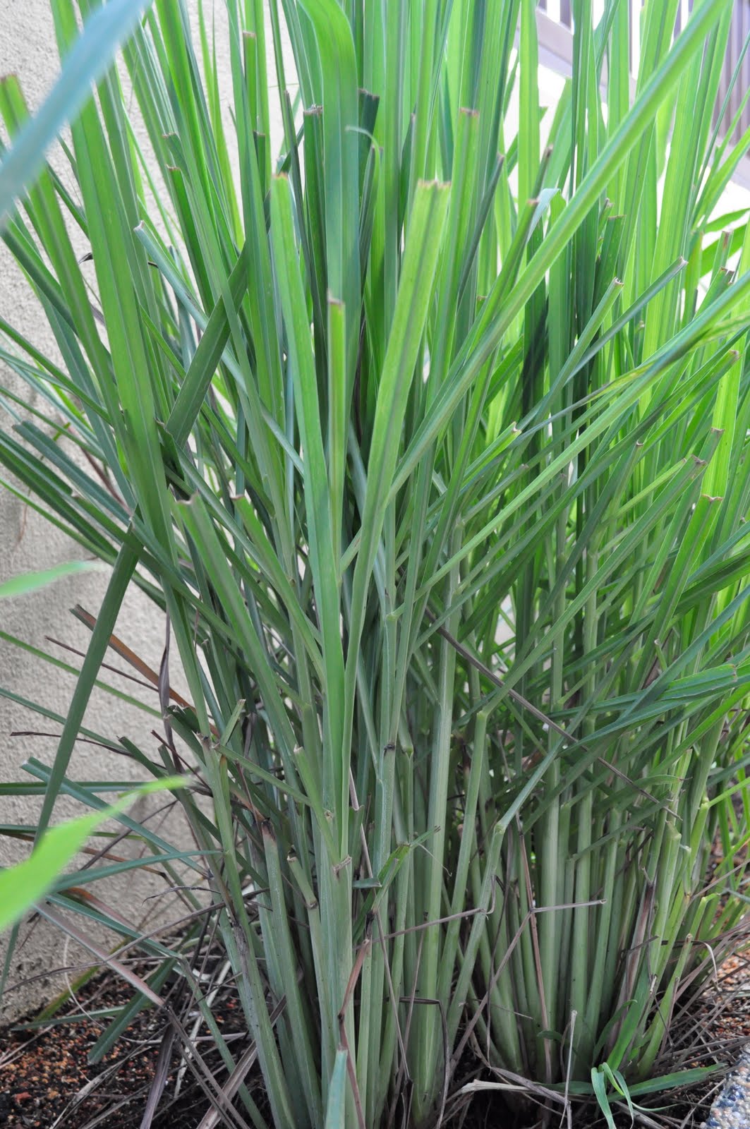 Asam Garam 2 PUTERI: Tumbuhan Herba dan Kegunaannya