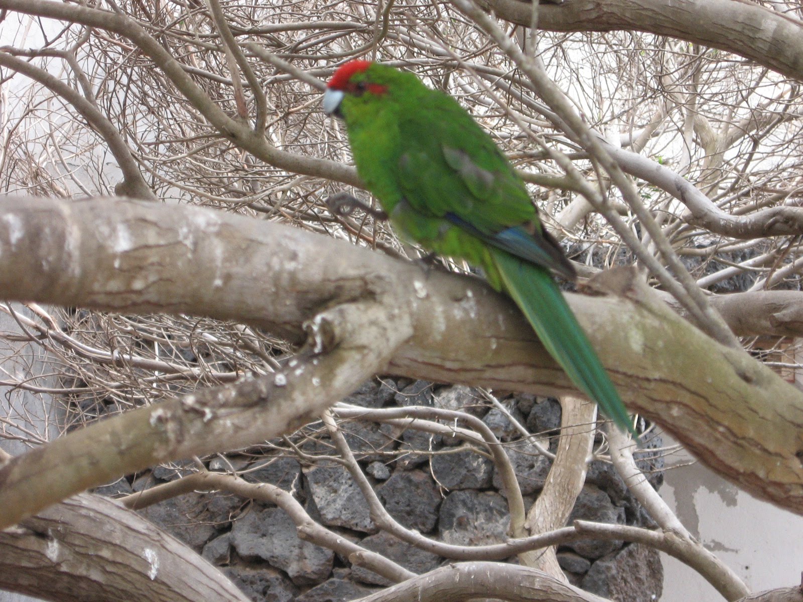 Cat Rescuing, Sunderland: LANZAROTE: ENCOUNTERS WITH ANIMALS PART 2 ...