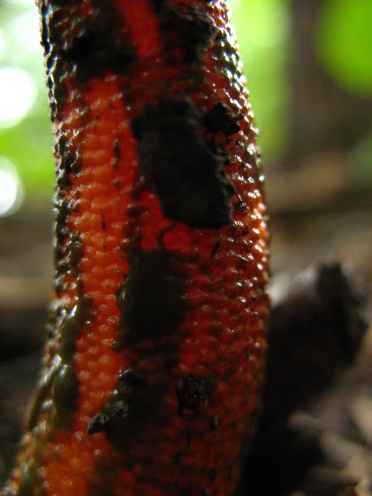 Horticulture in Arkansas: Orange Tube-Like Horn-Like Stinky Fungus aka ...