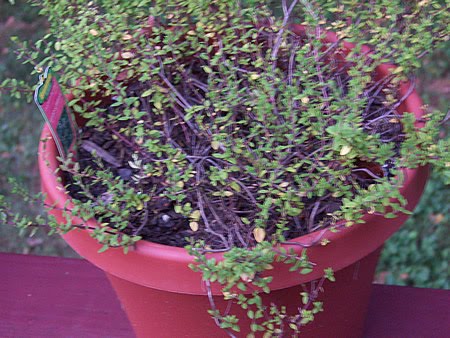 (Rainforest strata diagram: cigarettes competitive or pricing ...