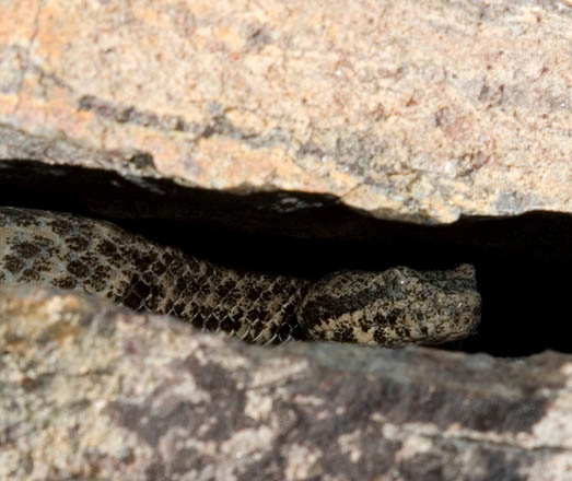 Bestiaria Latina: Ictibus Felicibus: Serpens, Vir et Simius Iudex ...