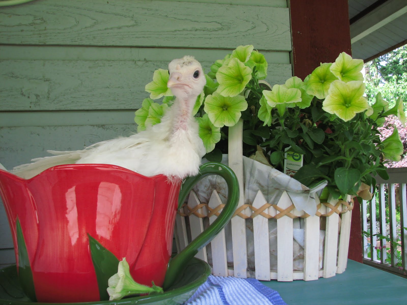 From Cedar Pond to Laughing Dove Farm : Tiny Teacups & Turkeys In Teacups