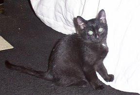 Dreams and Visions Information Site