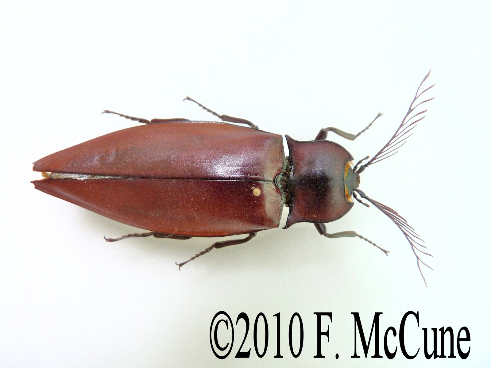 Ma collection entomologique: Oxynopterus auduoin