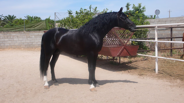 Blog de Yeguada La Troyeta: ZAINO V