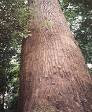 www.baktiawan.blogspot.com: TEKNIK PEMBIBITAN ULIN (Eusideroxylon zwageri)