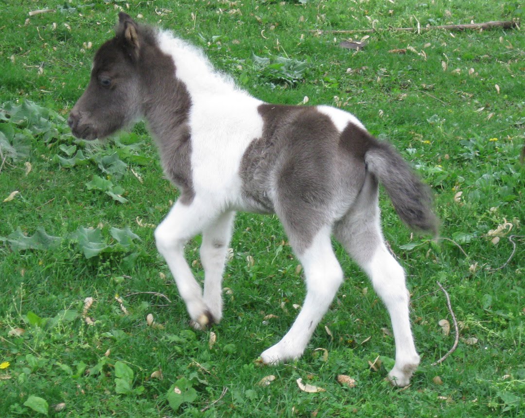 Toad Hill Miniature Horses: Second Foal - I thought he was a Blue Roan ...