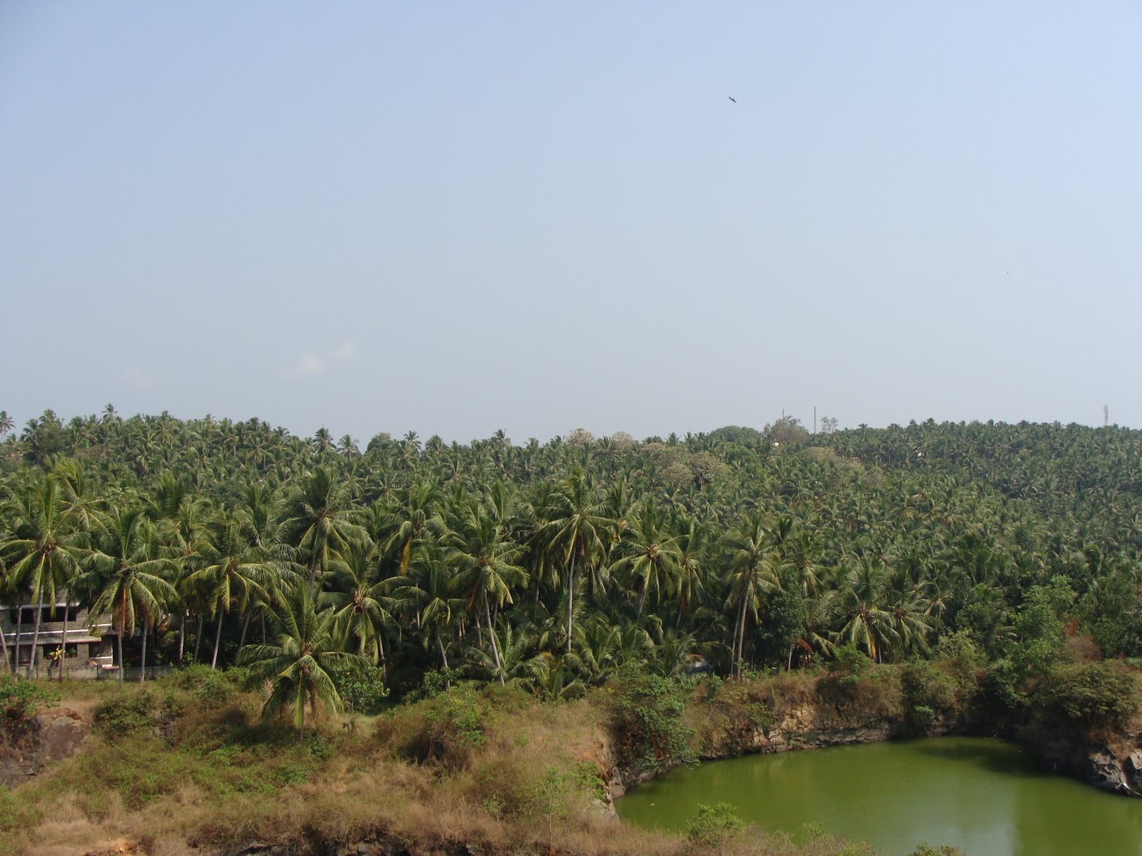 Siesta-serene: Ubiquitous Coconut Trees: Kerala Landscape