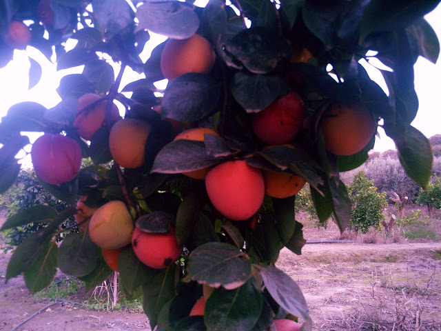 ¿Conoces las frutas?