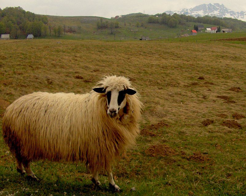 Widziane ze Sławoszewa: Owca