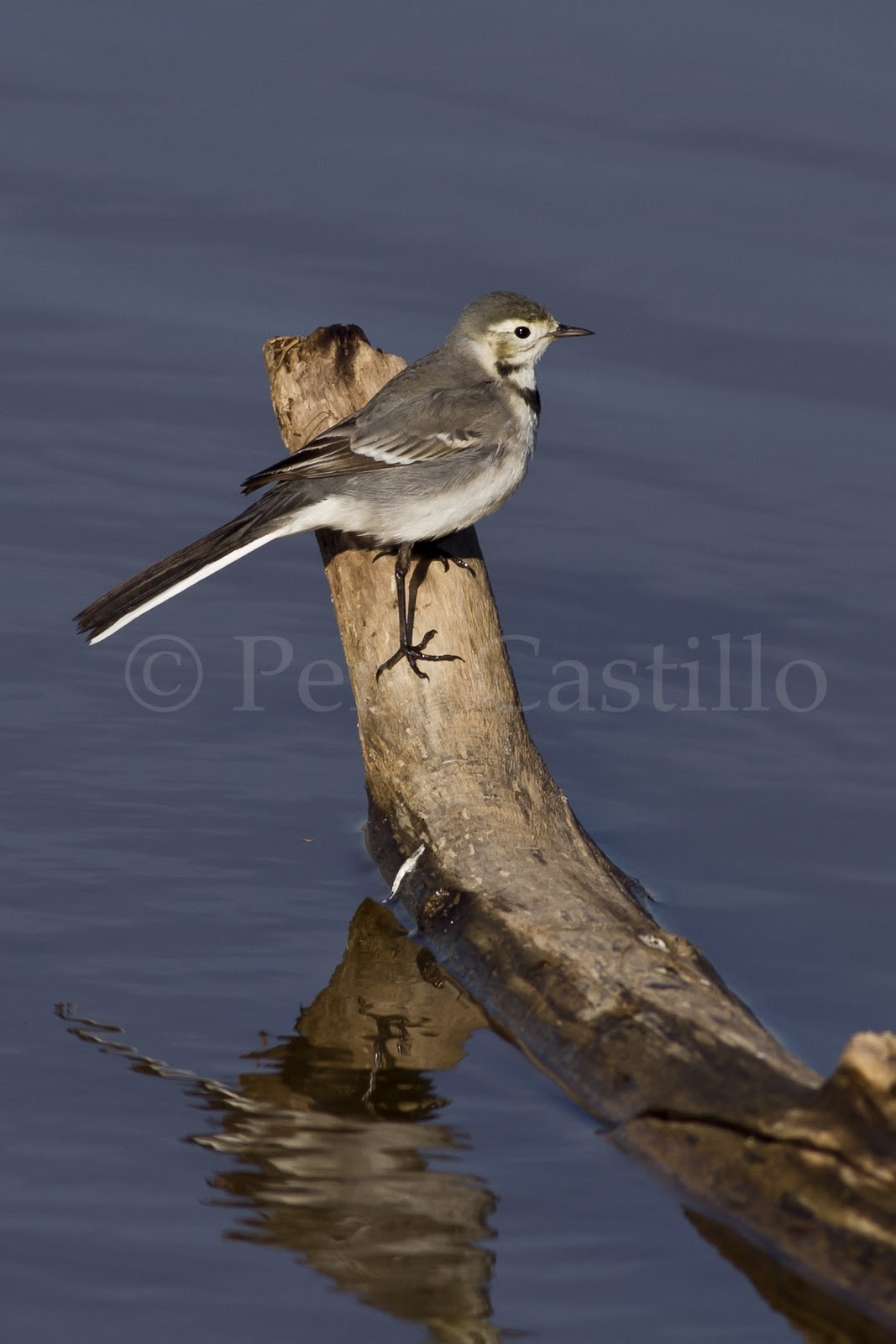 Fauna de Castril: Lavandera Blanca (Motacilla alba)