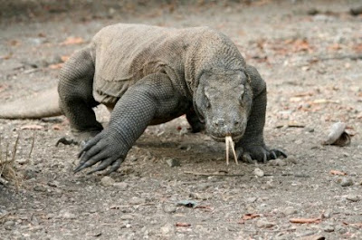 tran thi thuy animal: Komodovaraan in Komodo National Park op Bali ...