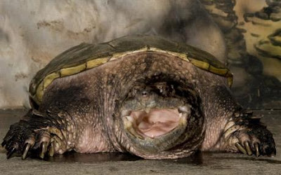 tran thi thuy animal: Agressieve bijtschildpad ('snapper turtle') in ...