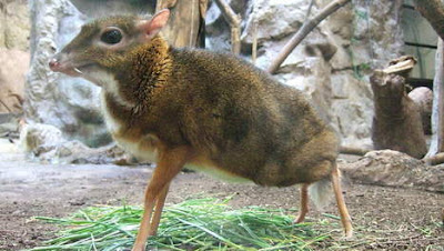 tran thi thuy animal: Zeldzame kantjil ziet levenslicht in dierentuin ...