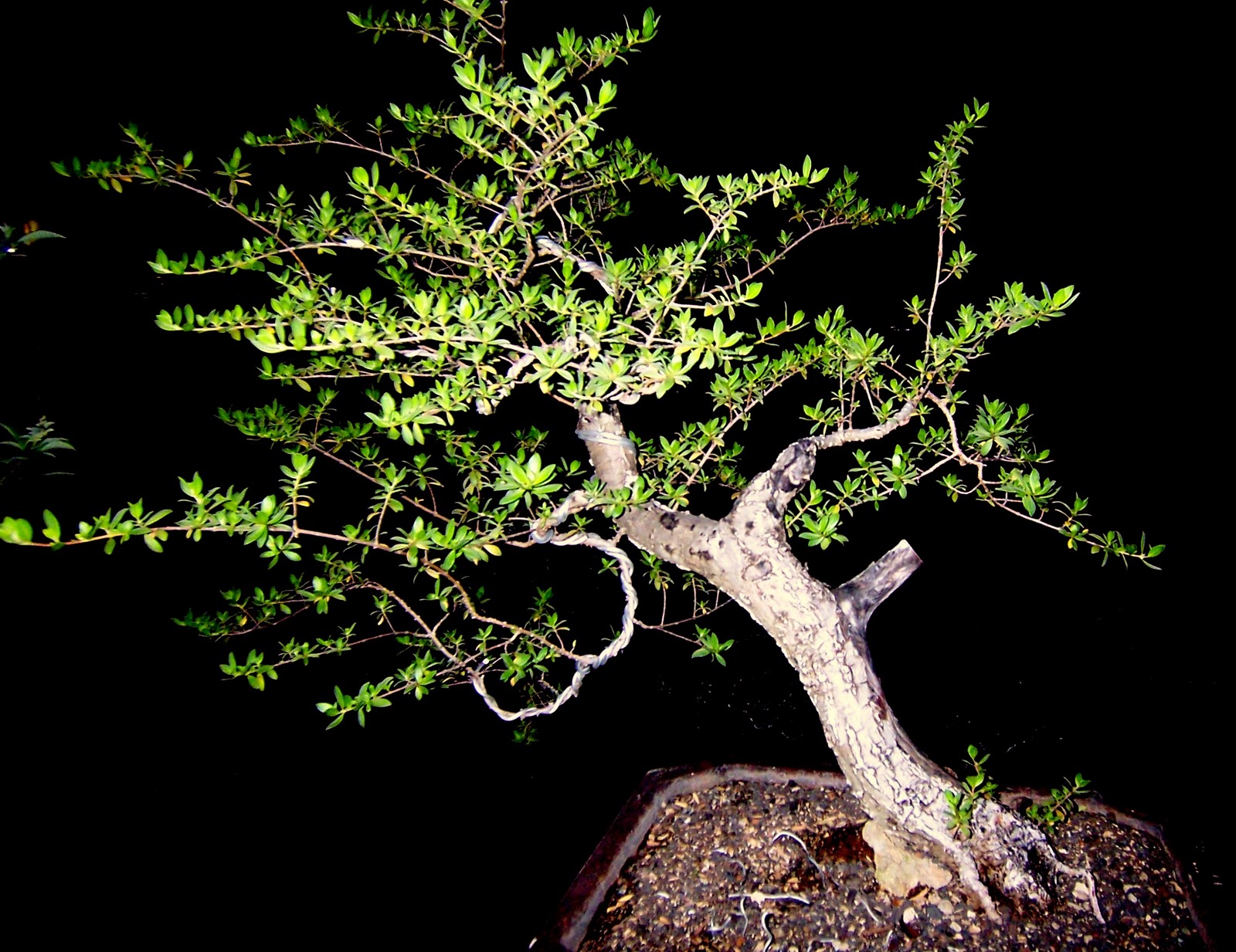 Bonsai-Stigi dan Ukiran berkolaborasi di sanggar Toti: Bonsai Santigi ...