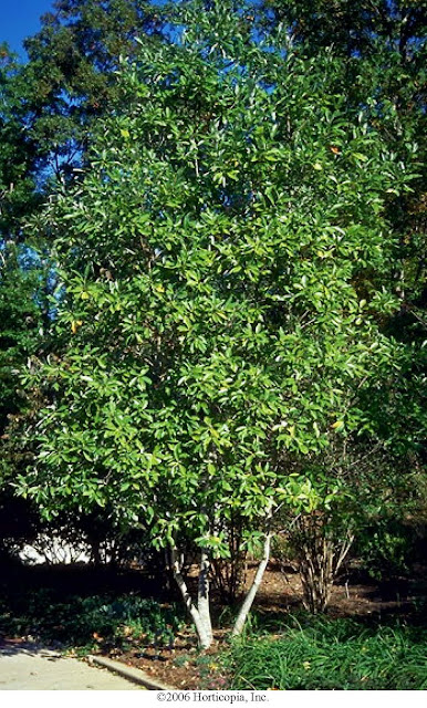 Beechwood Landscape Architecture and Construction: Sweetbay Magnolia ...