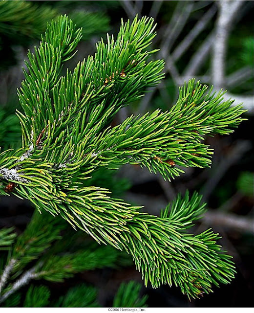 Beechwood Landscape Architecture and Construction: Alpine Fir ...