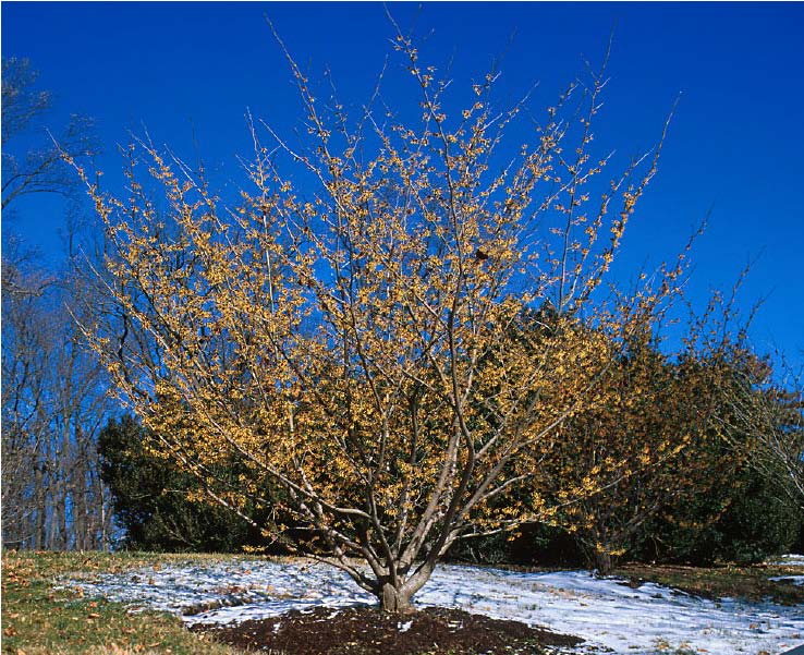 Beechwood Landscape Architecture and Construction: Jelena Witch Hazel ...