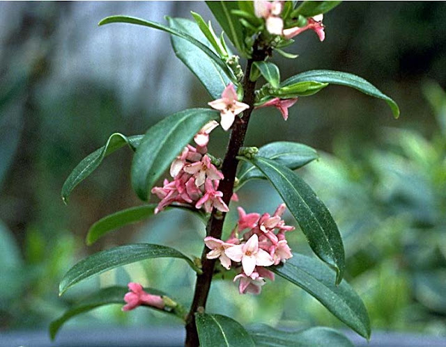 Beechwood Landscape Architecture and Construction: Winter Daphne ...