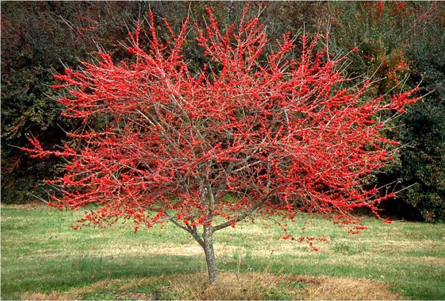 Beechwood Landscape Architecture and Construction: Featured Plant of ...