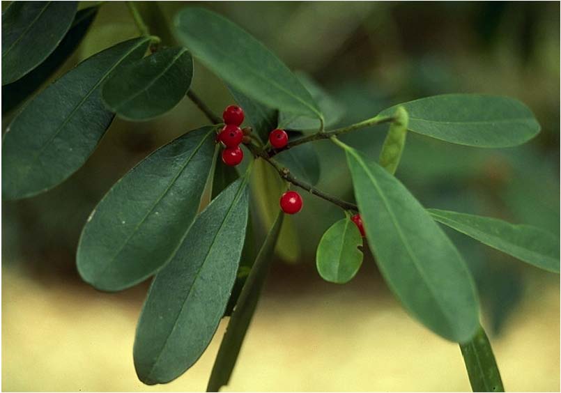 Beechwood Landscape Architecture and Construction: Featured Plant of ...