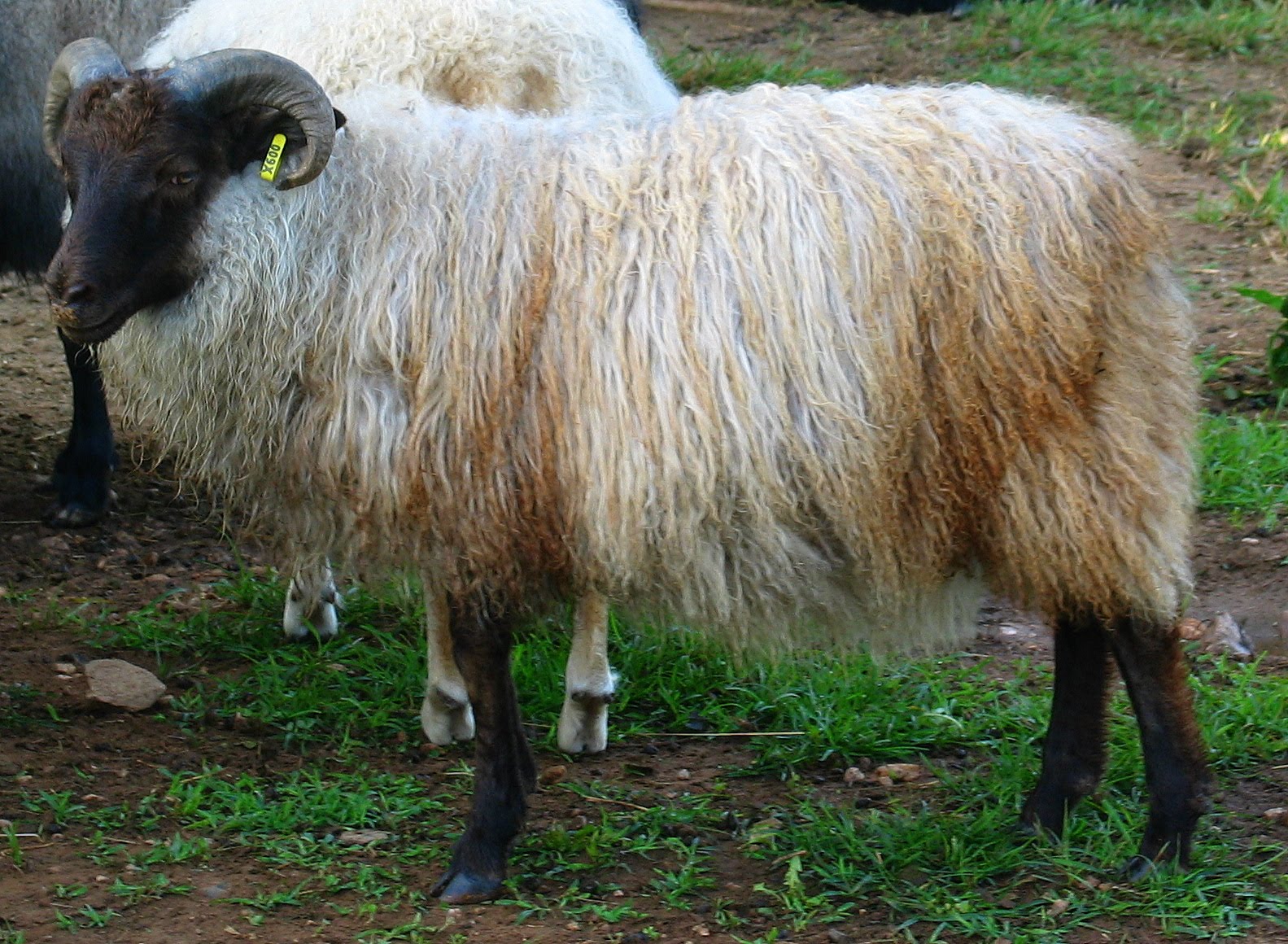 Losing Our Shirts, Keeping The Farm: Pretty Sheep