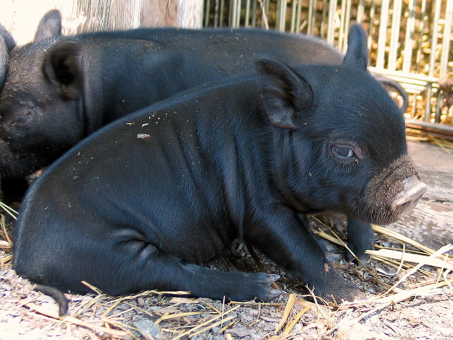Losing Our Shirts, Keeping The Farm: Piglets: One Week Old Today!