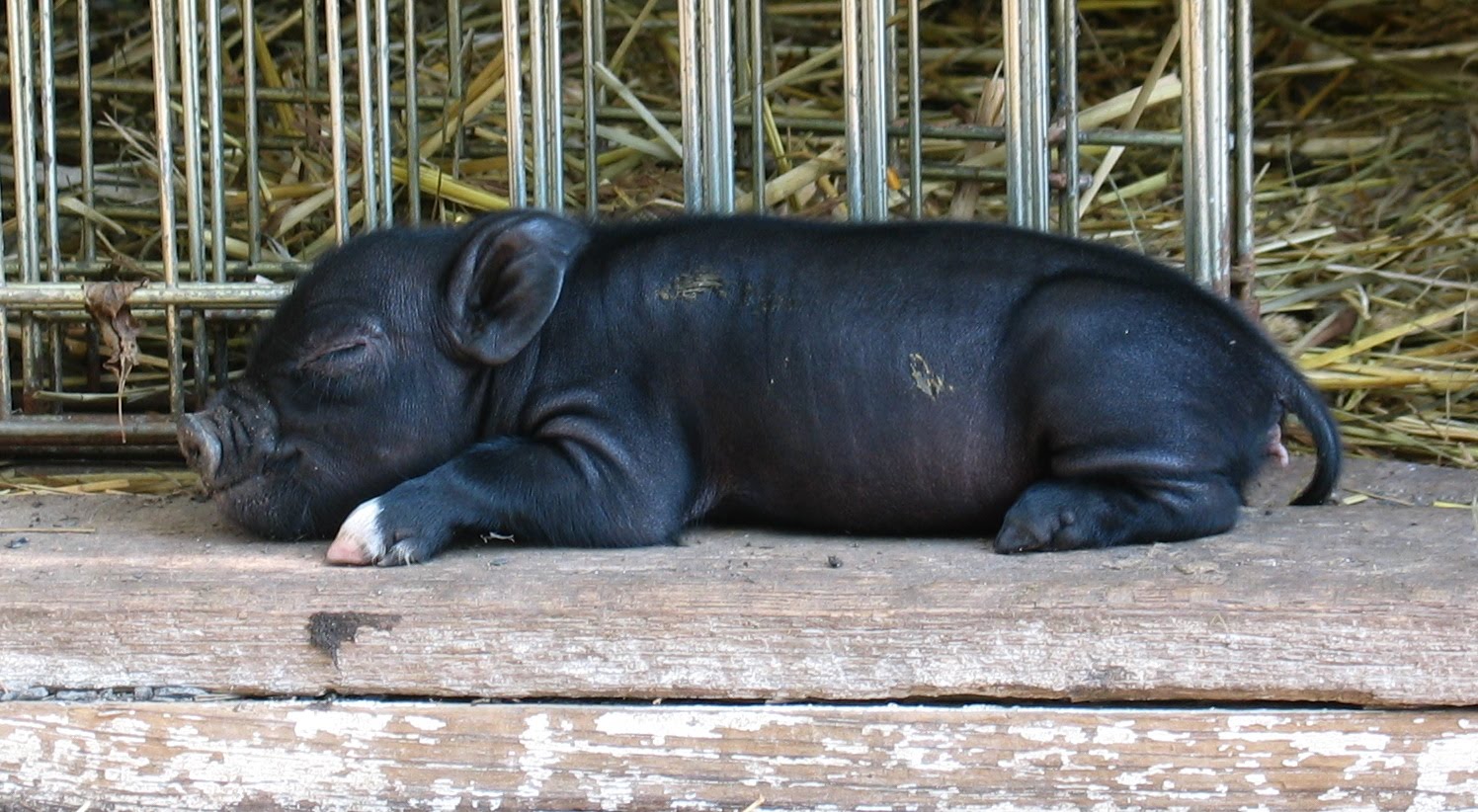 Losing Our Shirts, Keeping The Farm: Piglets: One Week Old Today!