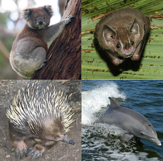 Mamiferos: mamiferos