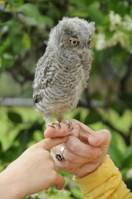 Zoo Internships: Pet Owls For Sale