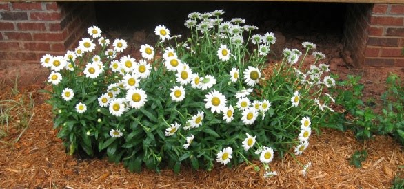 First A Dream: Everything's Coming Up Daisies!