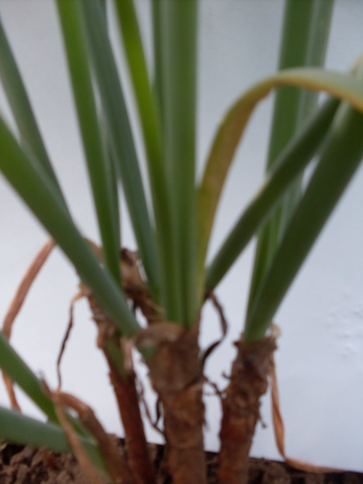 plantasalimenticias: cebolla de rama