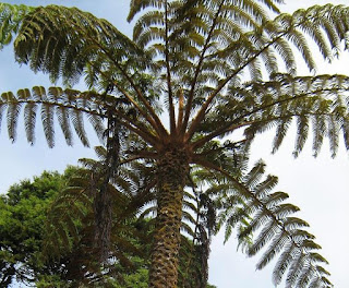 Kirigalpoththa: Tree Ferns