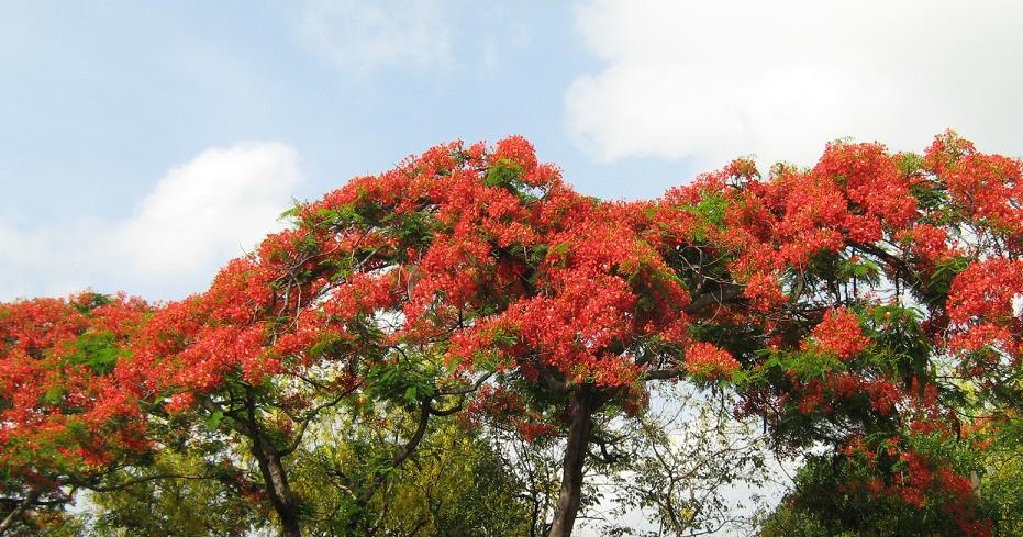 Kirigalpoththa: Flowers along the Negombo Road