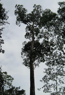 Kirigalpoththa: November 2009