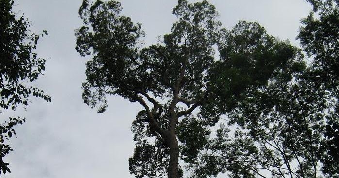 Kirigalpoththa: The Dun Tree