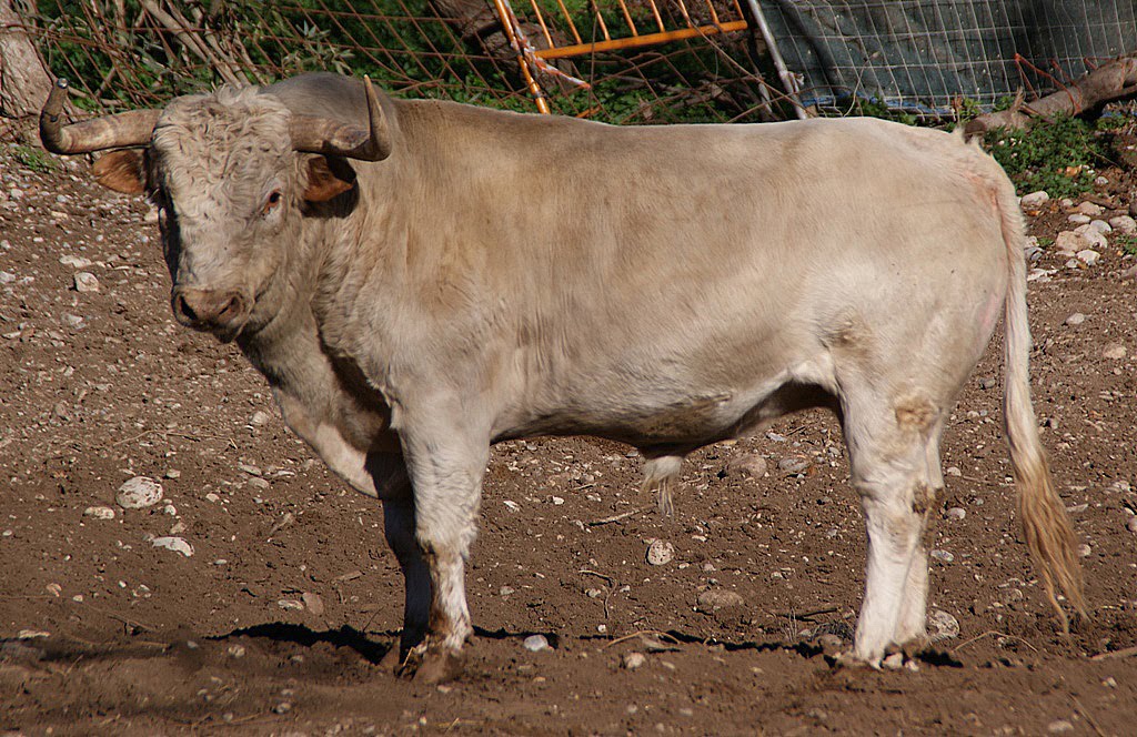 TOROS LA PLANA servicios taurinos: TOROS PARA EL 2011