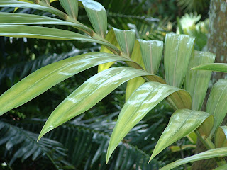 A Yard In Fort Pierce: Red Feather Palm Tree : The Transplant