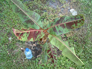 A Yard In Fort Pierce: Variegated Blood Banana Tree ' Rojo ' ( Musa ...
