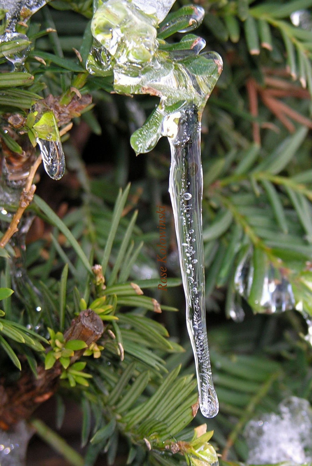 Nature By Rose: Icicle