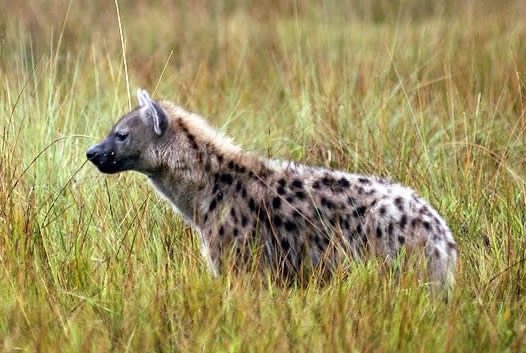 ANIMALES DEL MUNDO: LA HIENA