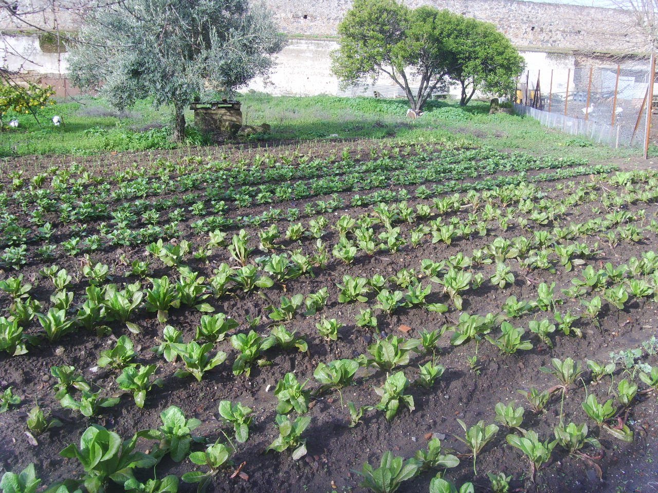 El ingeniero y el abuelo: EL HUERTO A LO LARGO DEL AÑO MES A MES