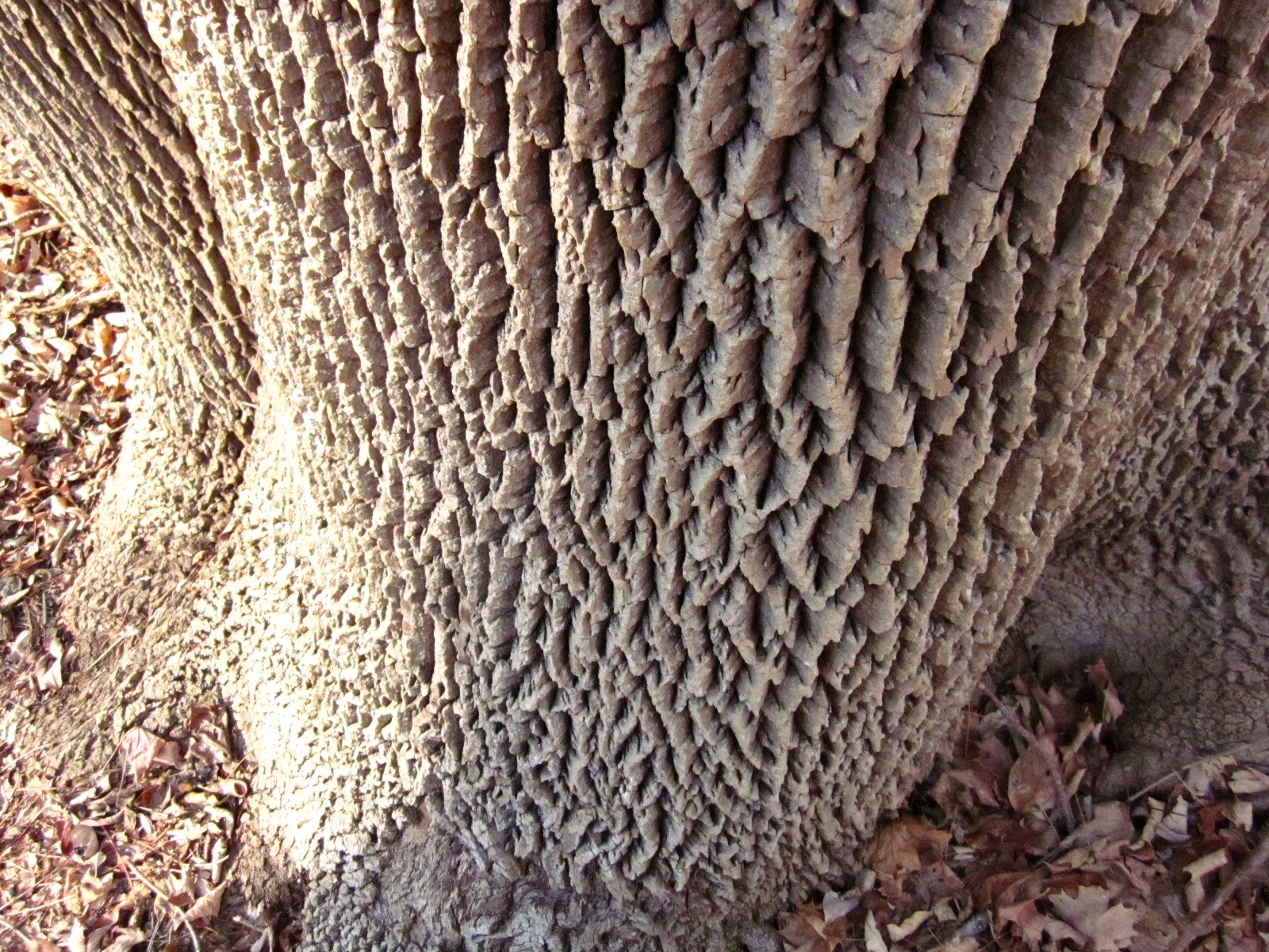 food and life: A walk in the woods